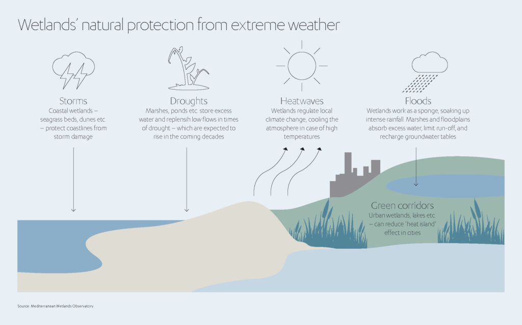 Preserving the wonders of wetlands | Abdul Latif Jameel®