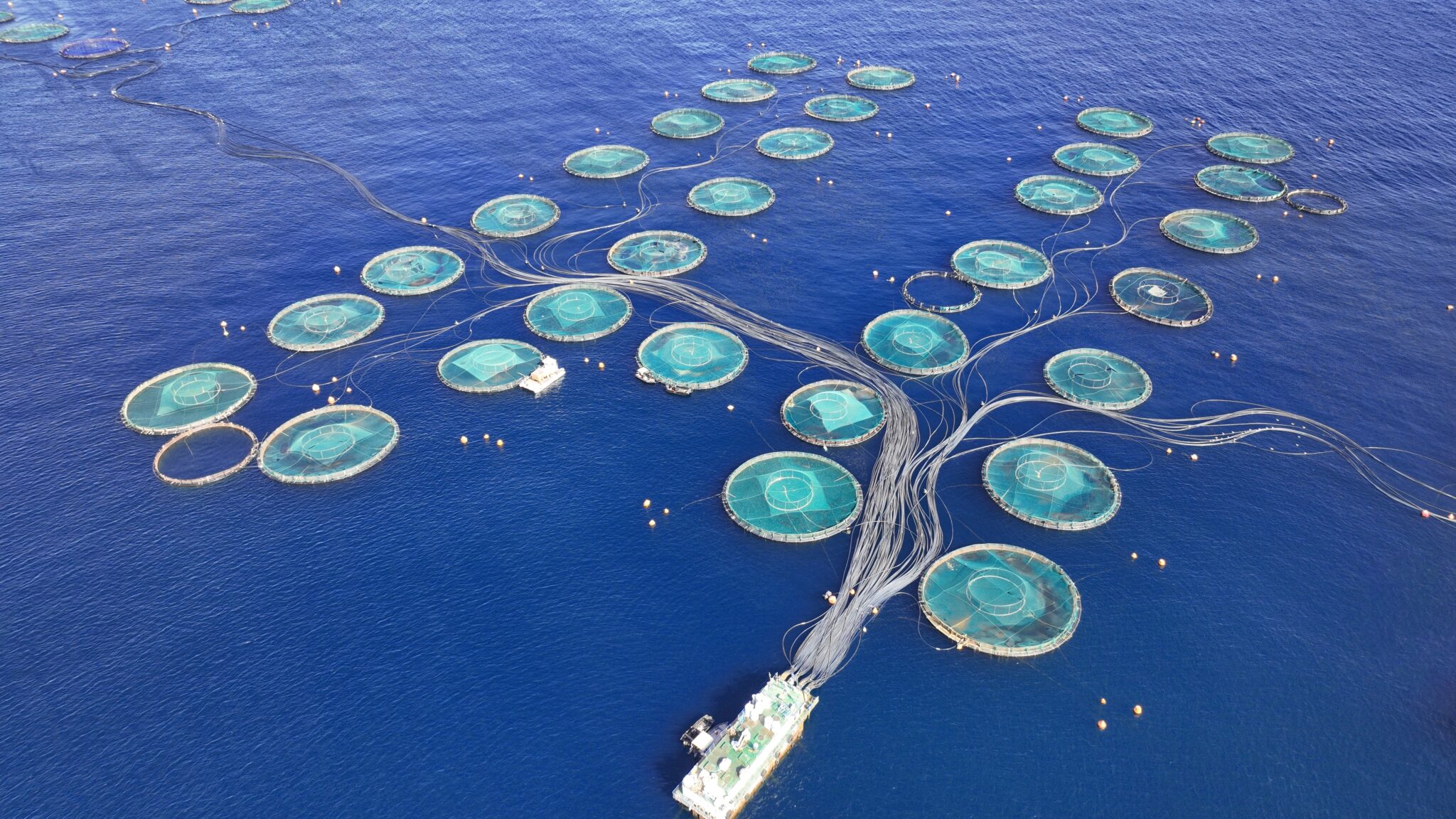 Aquatic Food Systems: A Deep Dive | Abdul Latif Jameel®